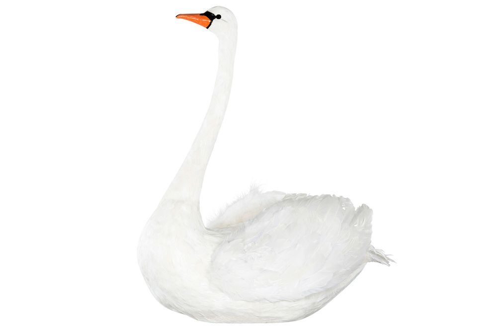 Dekorasjon svane - Hvit - 2595 NOK - Innredningsdetaljer - Trendrom.no